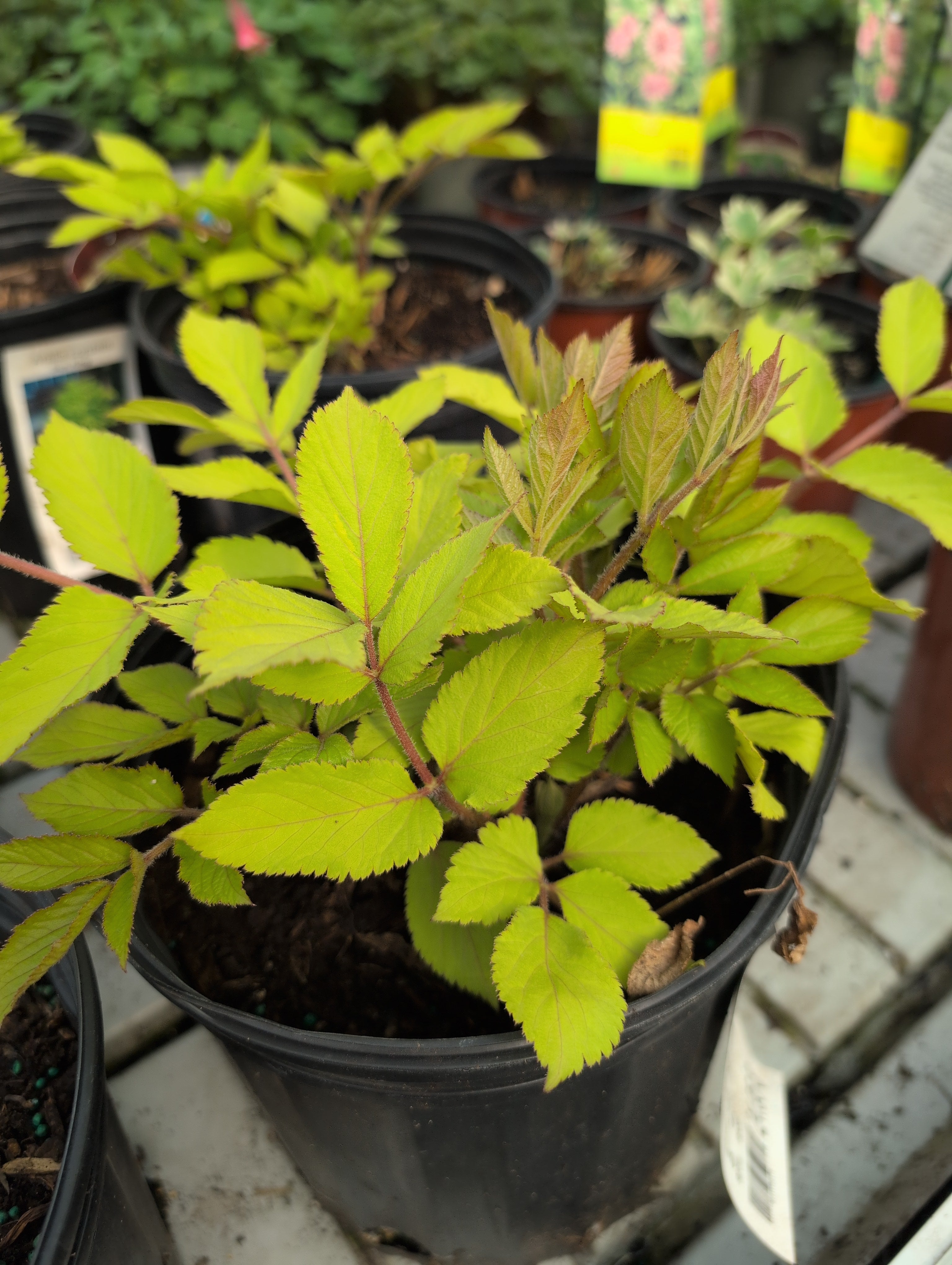 Marvelous Aralia Sun King Gallery