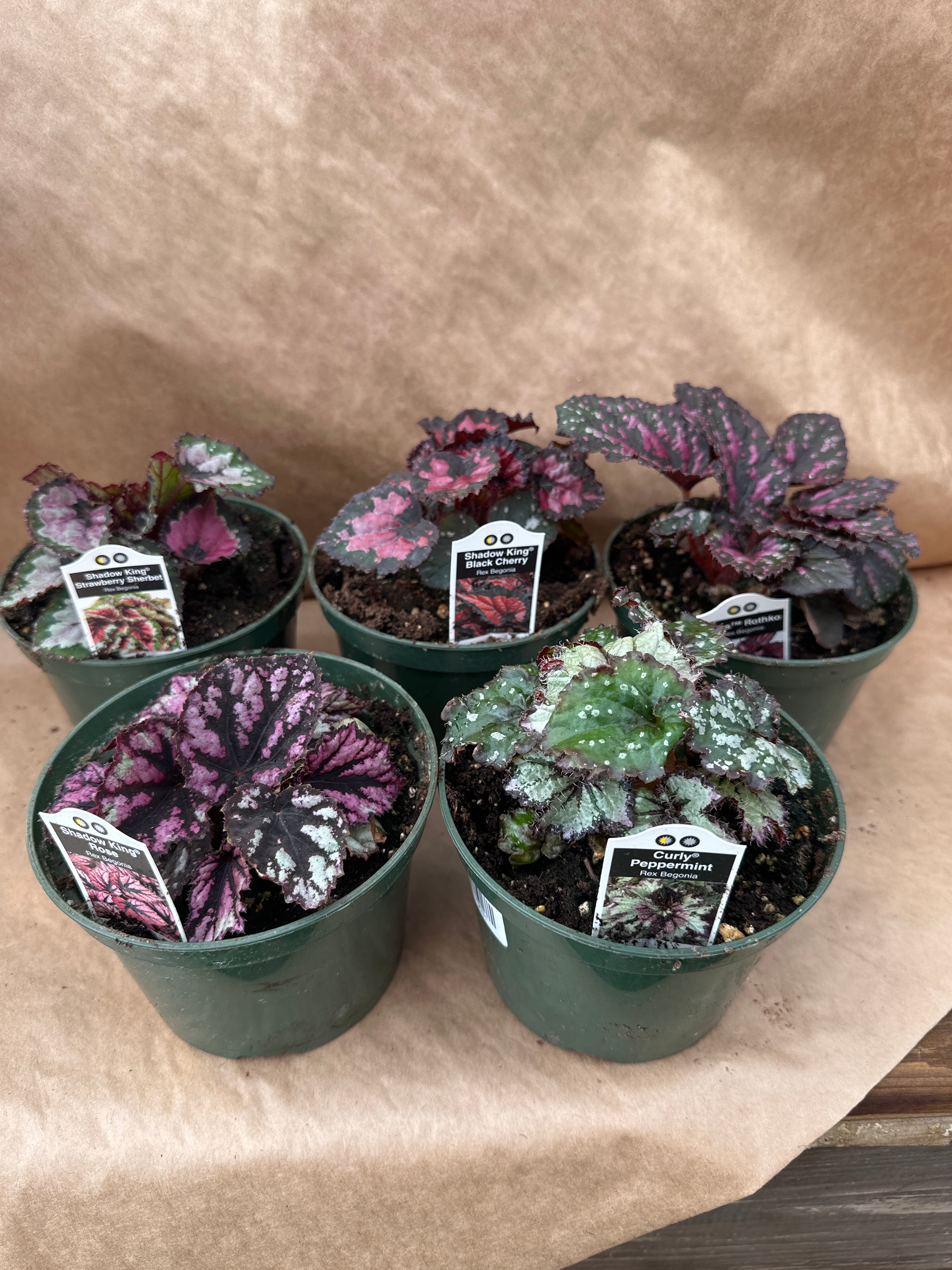 Begonia rex 5po – Terre Nature