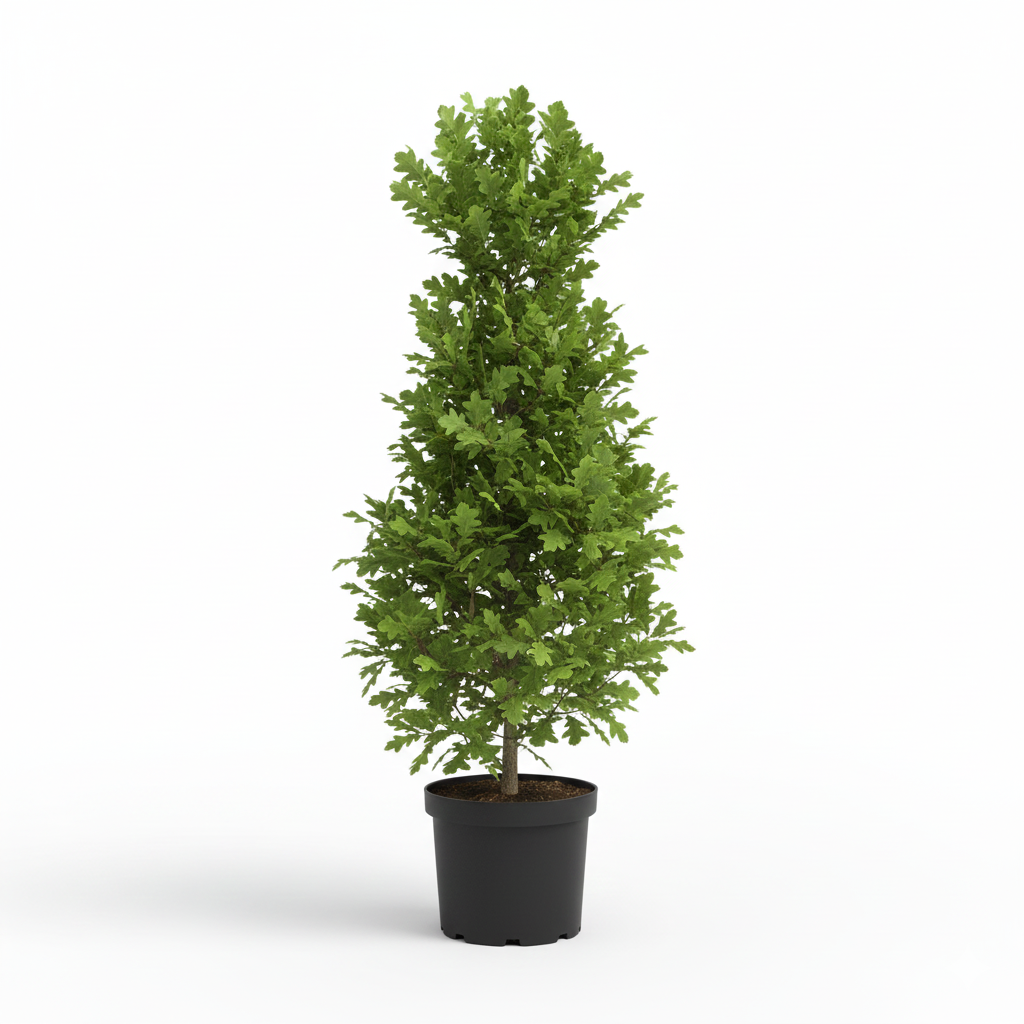 Chêne fastigié colonne 70mm – Terre Nature
