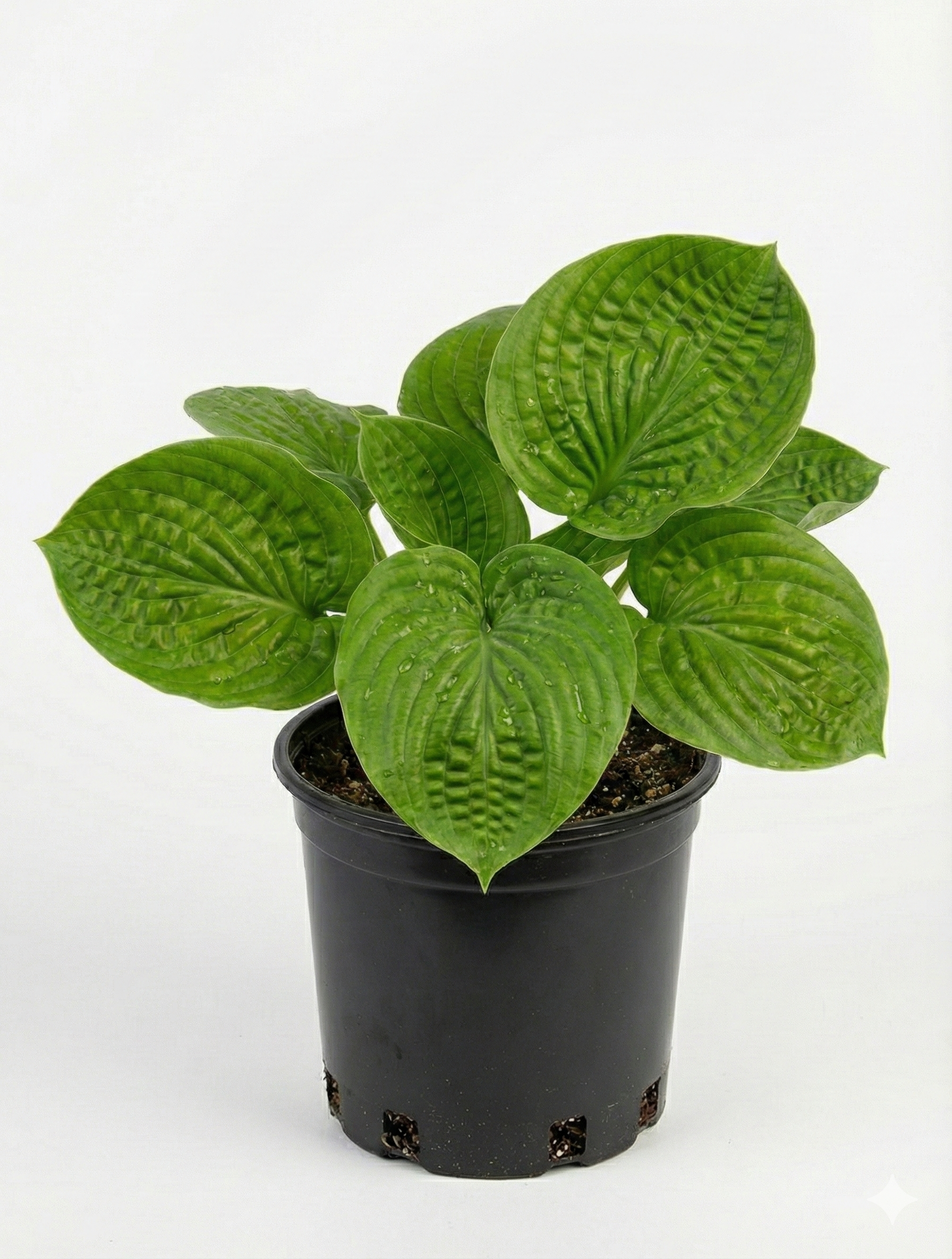 Hosta Maui Buttercups – Terre Nature