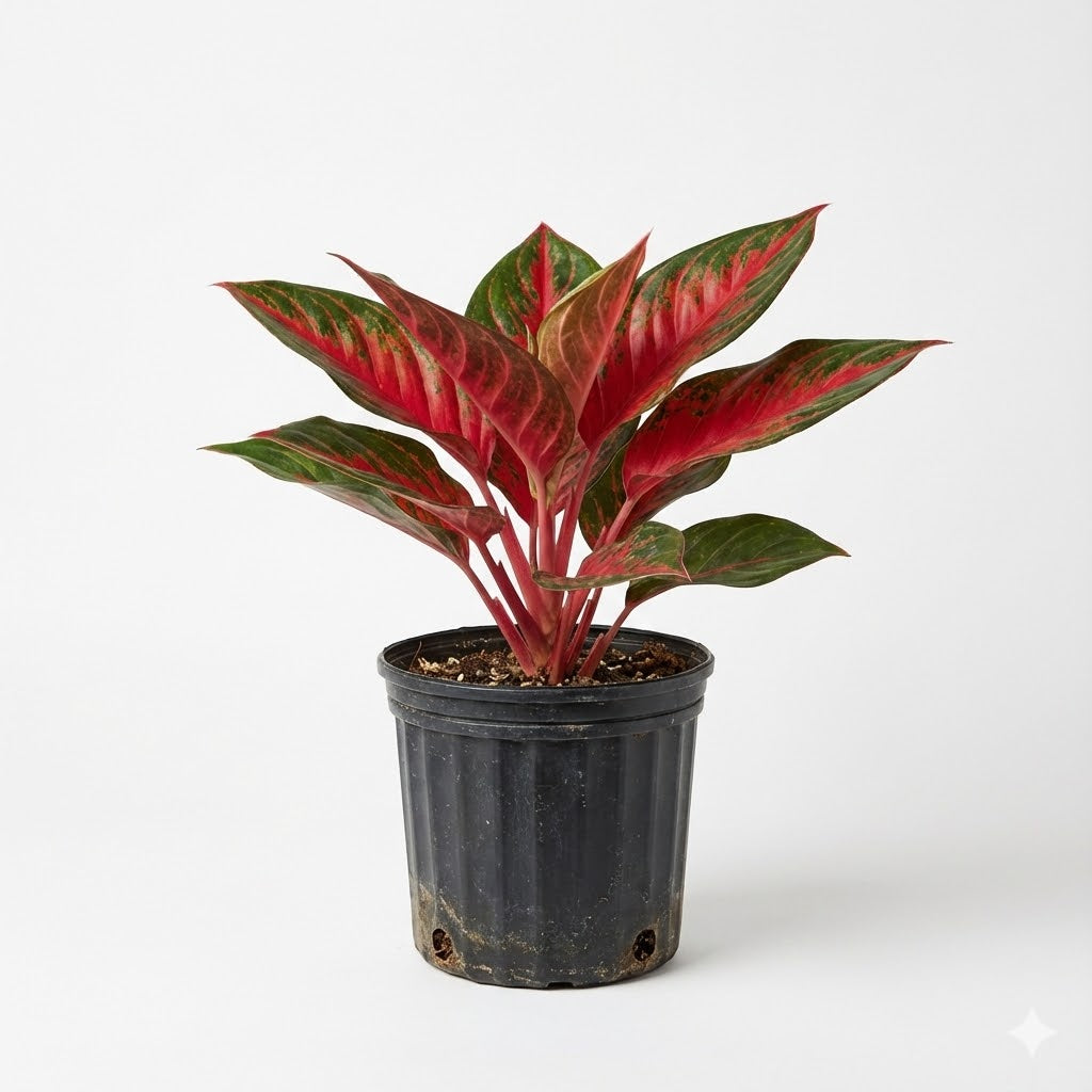 Aglaonéma ruby ray 6po – Terre Nature